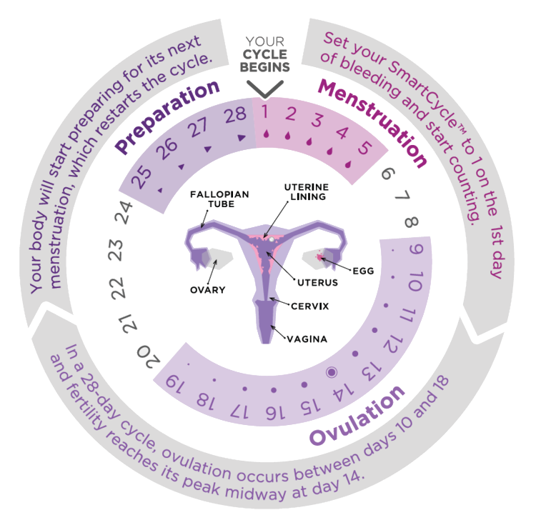 Menstrual Cycle Calculator – ASK Foundation24